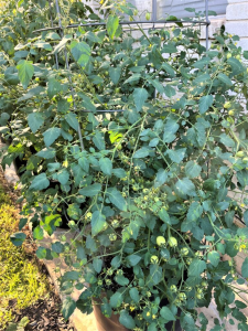 'RUBY CRUSH' TOMATO - Texas Superstar® Plants
