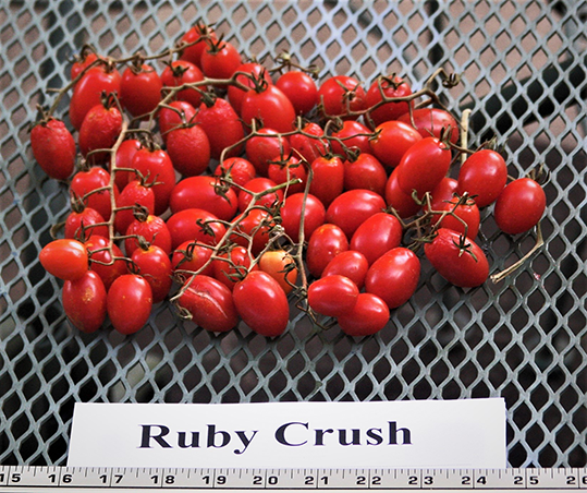 'RUBY CRUSH' TOMATO - Texas Superstar® Plants