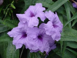 DWARF MEXICAN PETUNIA - Texas Superstar® Plants