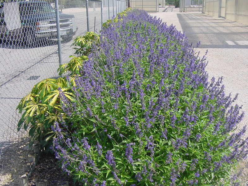 'HENRY DUELBERG' SALVIA - Texas Superstar® Plants