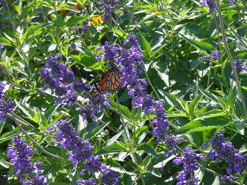 'HENRY DUELBERG' SALVIA - Texas Superstar® Plants