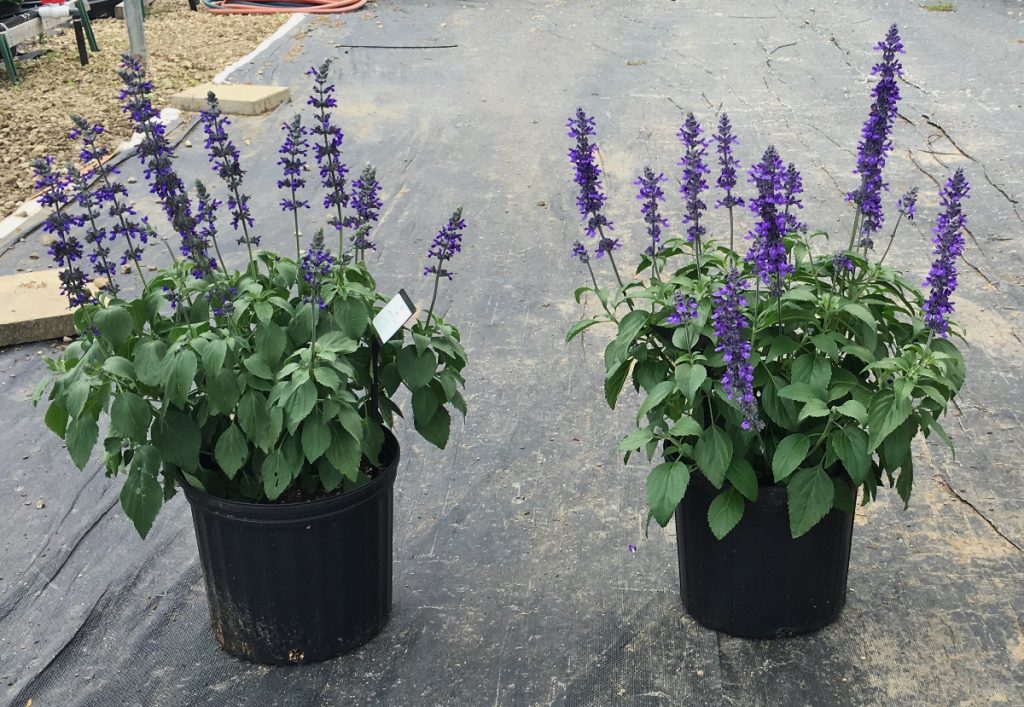 'MYSTIC SPIRES BLUE' SALVIA - Texas Superstar® Plants