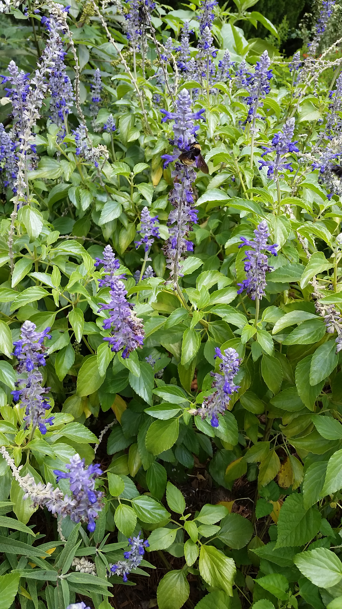'MYSTIC SPIRES BLUE' SALVIA - Texas Superstar® Plants
