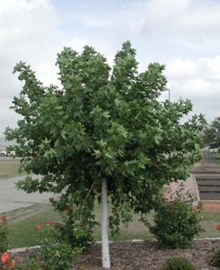 SHANTUNG MAPLE - Texas Superstar® Plants