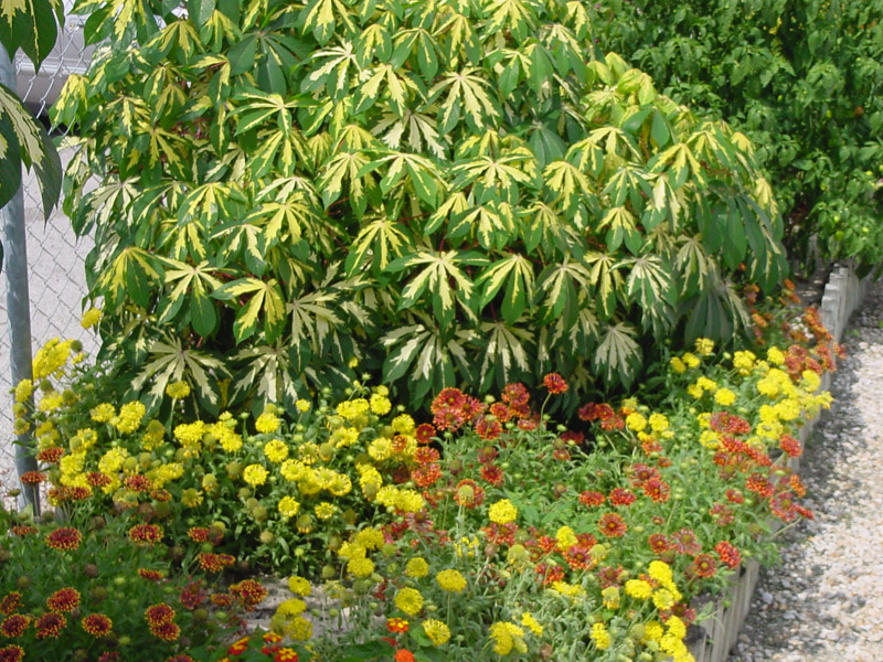 VARIEGATED TAPIOCA - Texas Superstar® Plants