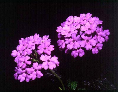 'BLUE PRINCESS' VERBENA - Texas Superstar® Plants