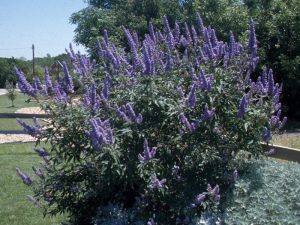 VITEX, TEXAS LILAC, OR CHASTE TREE - Texas Superstar® Plants