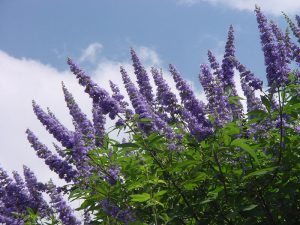 VITEX, TEXAS LILAC, OR CHASTE TREE - Texas Superstar® Plants