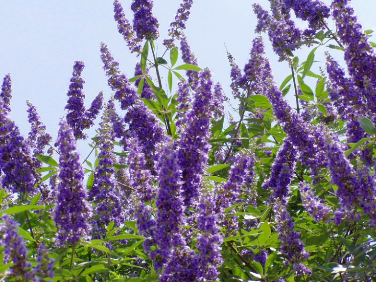 VITEX, TEXAS LILAC, OR CHASTE TREE - Texas Superstar® Plants