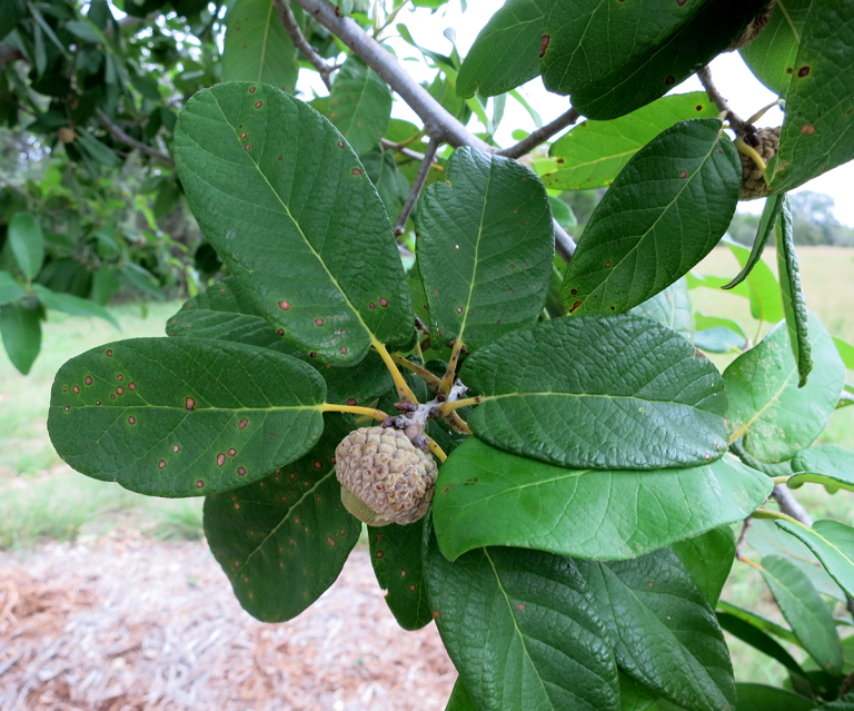 Mexican White Oak - Texas Superstar® Plants