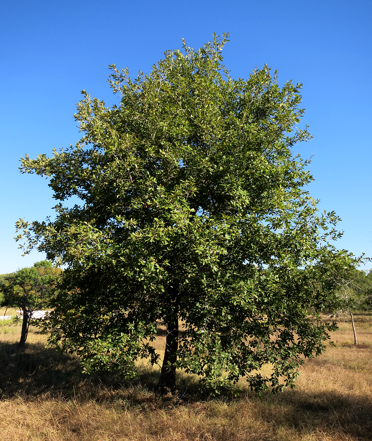 Mexican White Oak - Texas Superstar® Plants