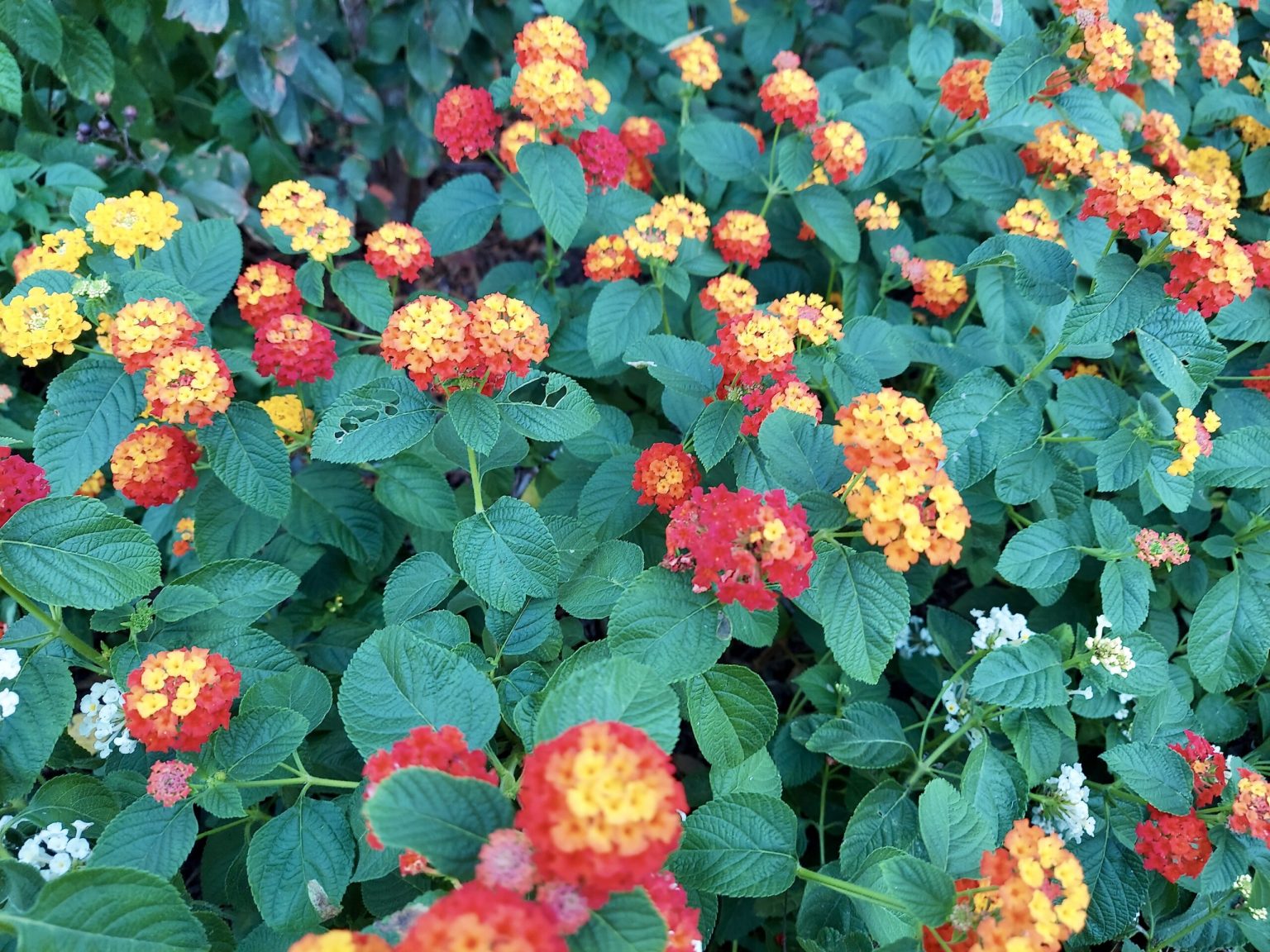 Lantana camara varieties - Texas Superstar® Plants