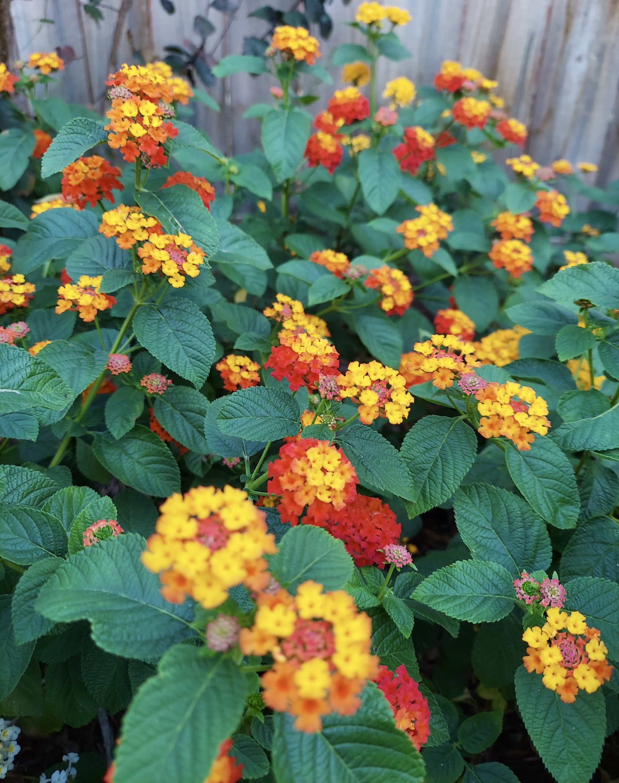 Lantana camara varieties - Texas Superstar® Plants