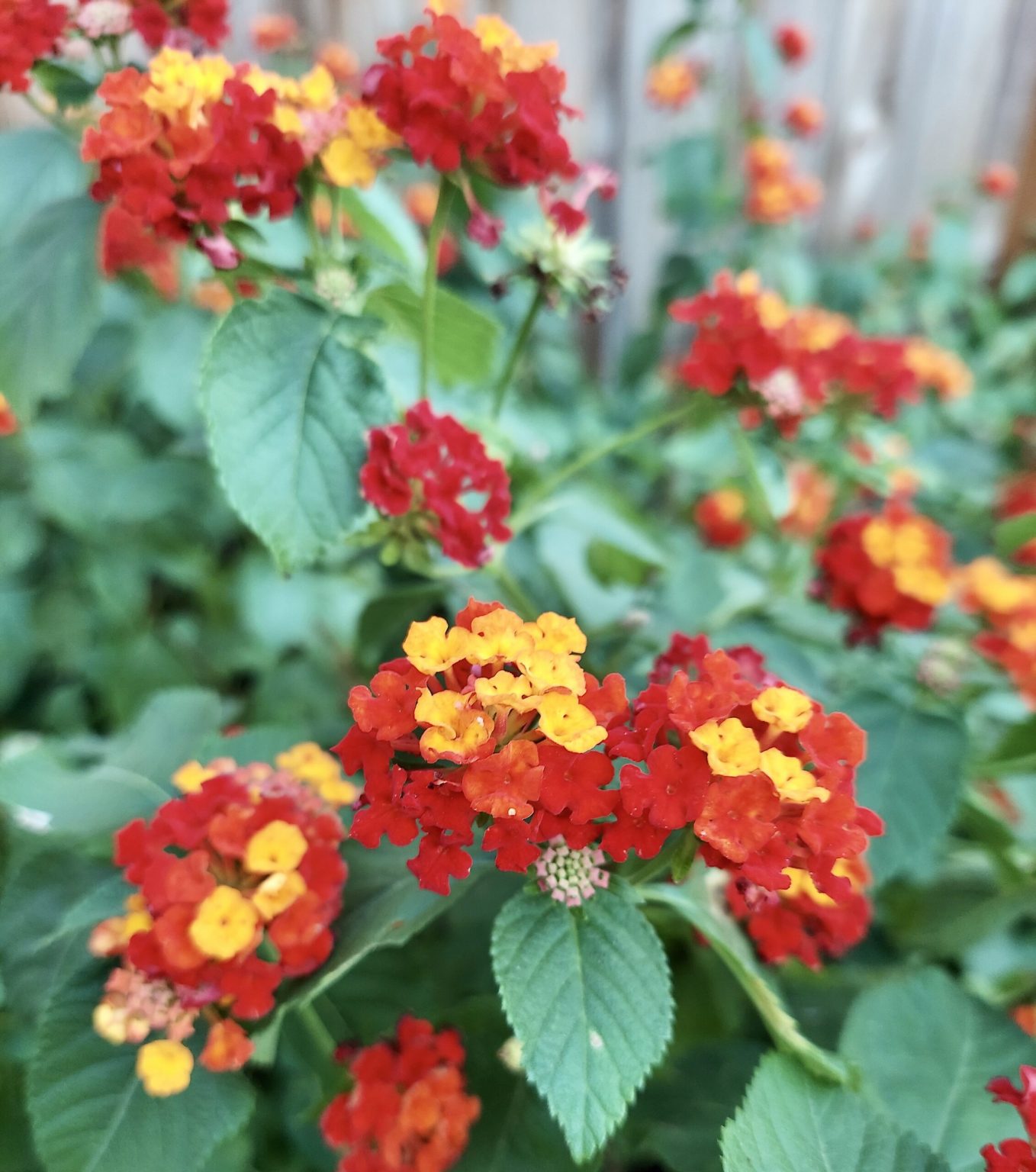 Lantana camara varieties - Texas Superstar® Plants