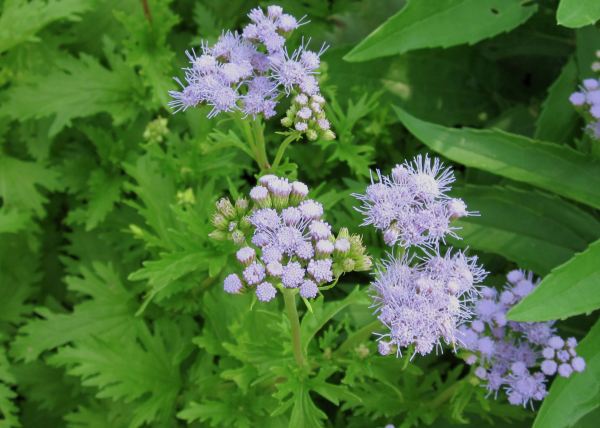 Gregg's Blue Mistflower - Texas Superstar® Plants
