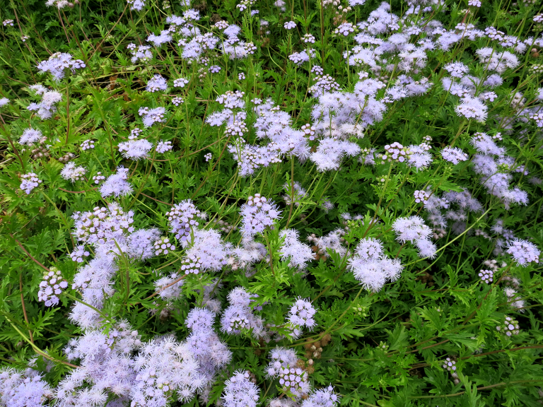 Gregg's Blue Mistflower - Texas Superstar® Plants